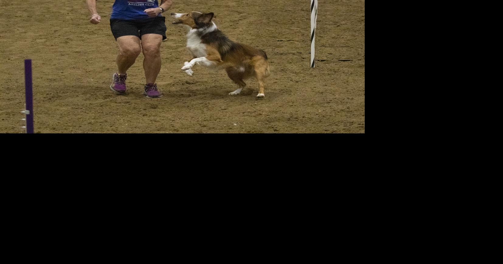 Dogs from across the country compete in national championship in ...
