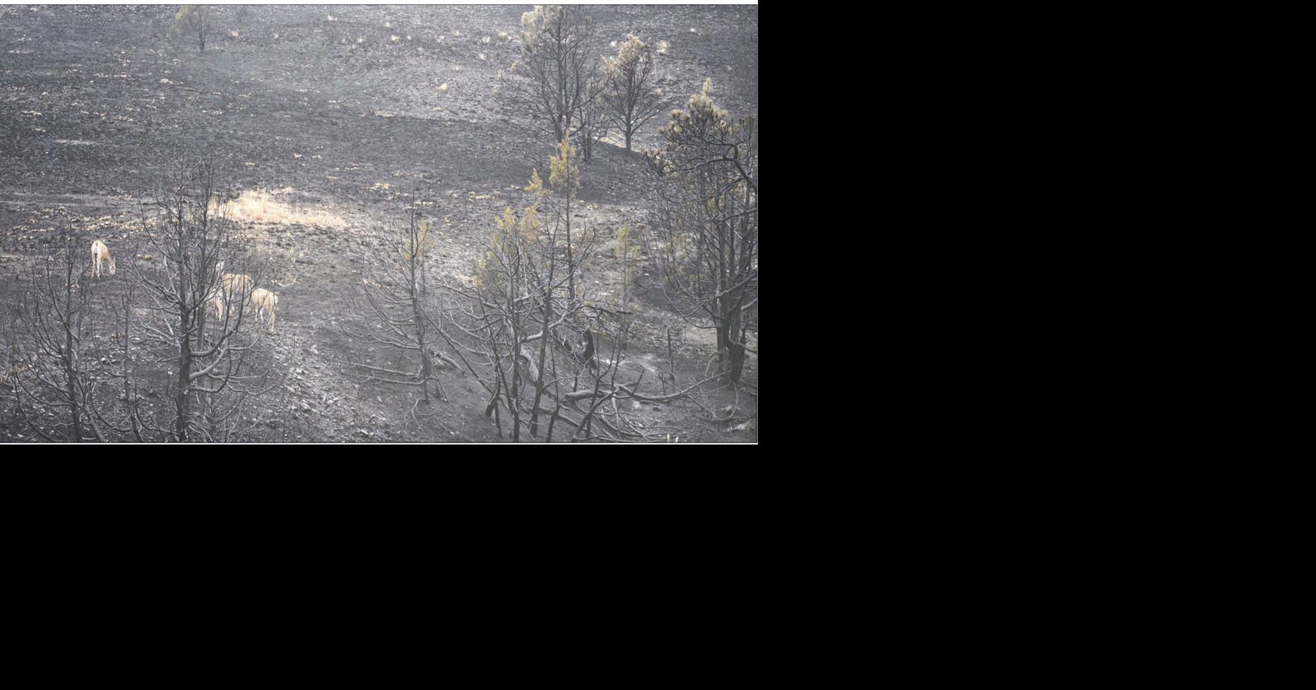 Wildlife, habitat in Platte County may benefit from recent fire ...