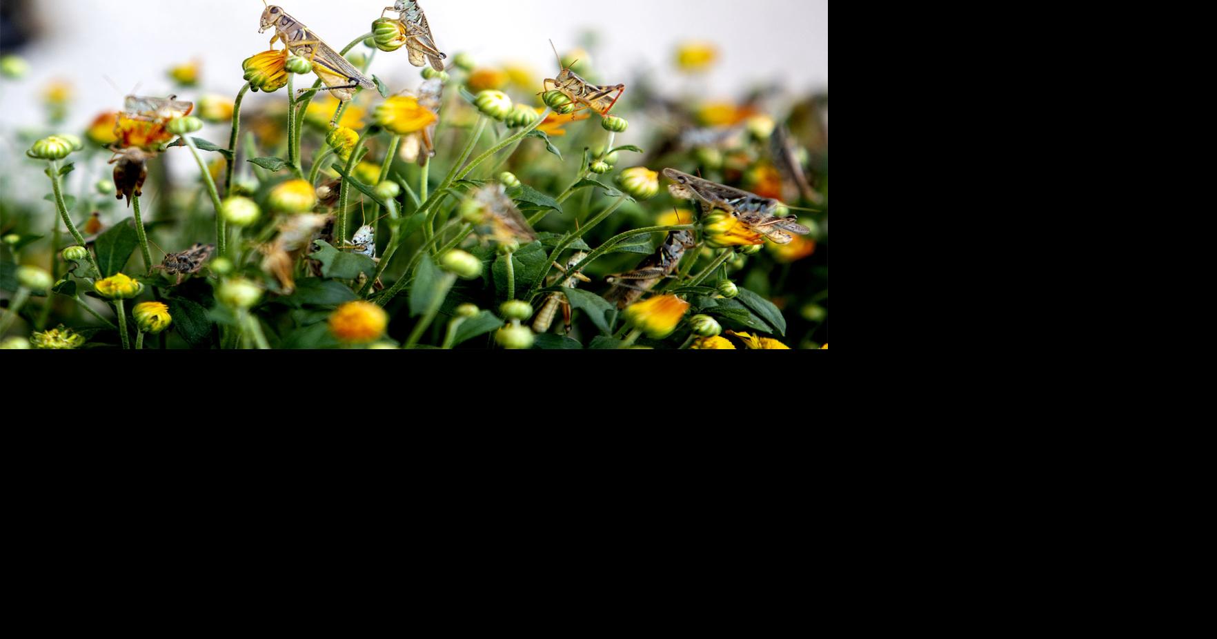 Weed and Pest fighting grasshopper outbreak | Local News ...