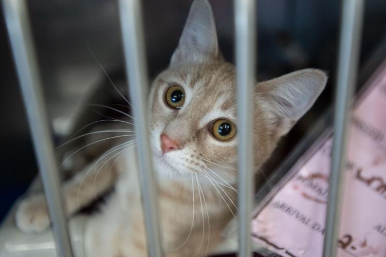 Animal shelter sees high demand, surge of dogs | Living & Community ...