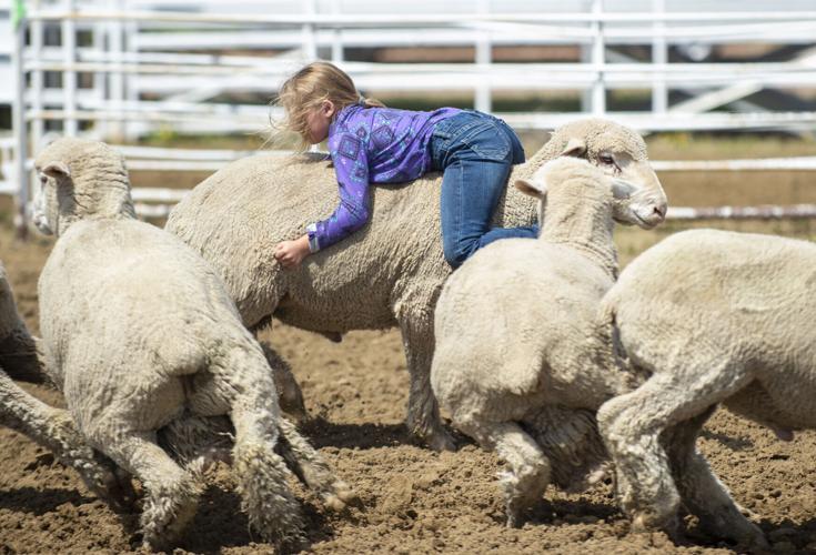 62nd annual Little Levi Rodeo sees good turnout at Cam-plex | Local ...