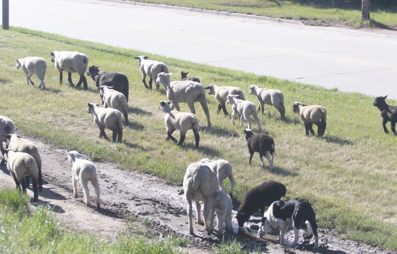 Campbell County sheep rancher brings 150-plus sheep on 6-mile trek to ...