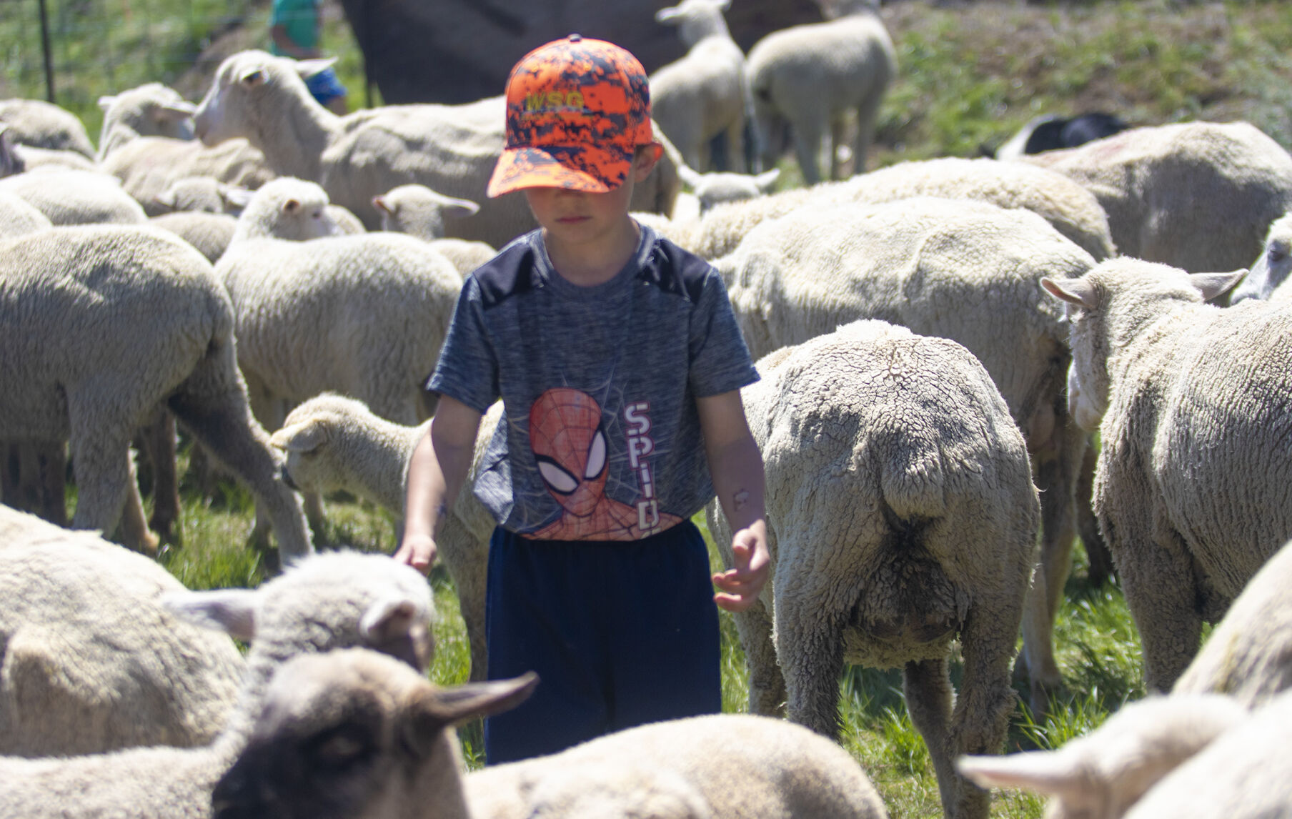 Sheepherder's Festival brings rare craftsmanship and old art to ...