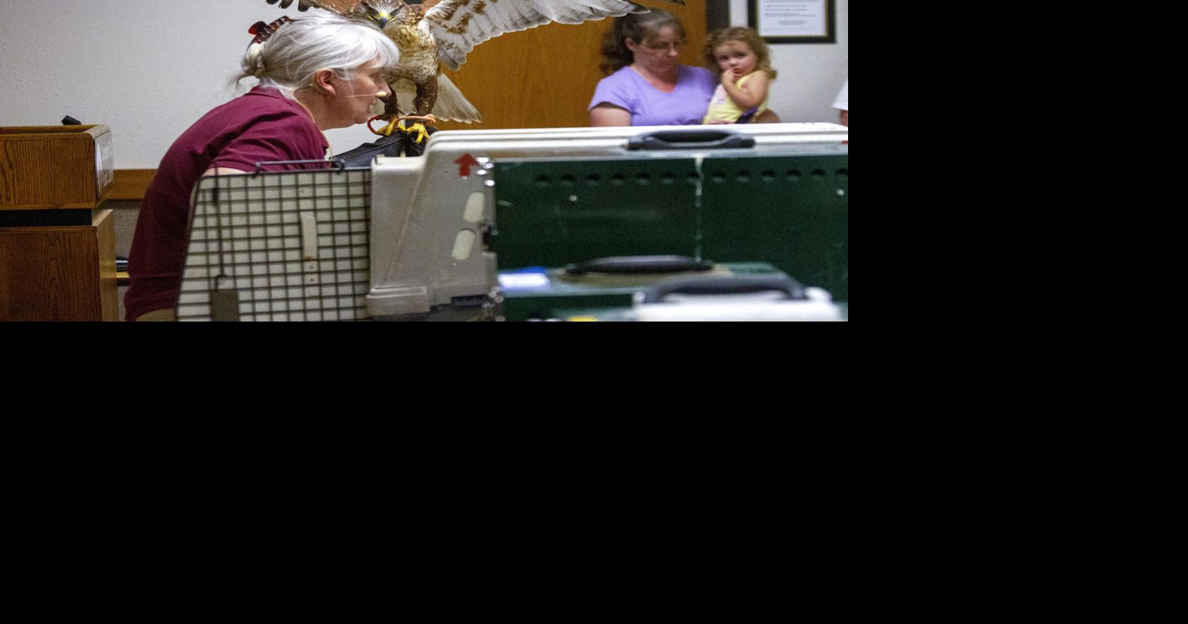 Kids flock to library for birds of prey | Local News ...