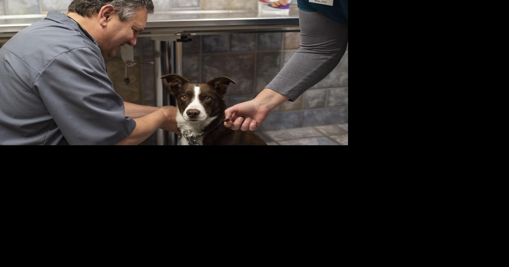 Dog park to reopen soon with updates | Local News | gillettenewsrecord.com