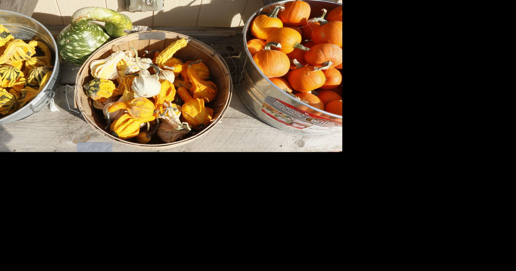 Celebrate Fall at the Harvest Festival | Local News ...