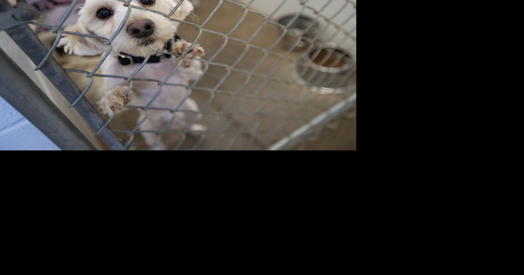 Animal shelter sees high demand, surge of dogs | Living & Community ...