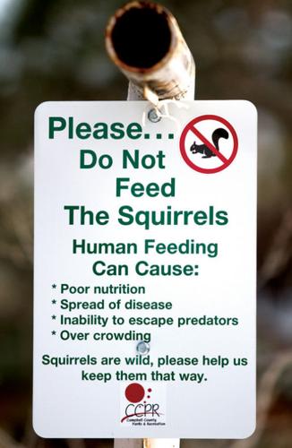 do not feed the squirrels