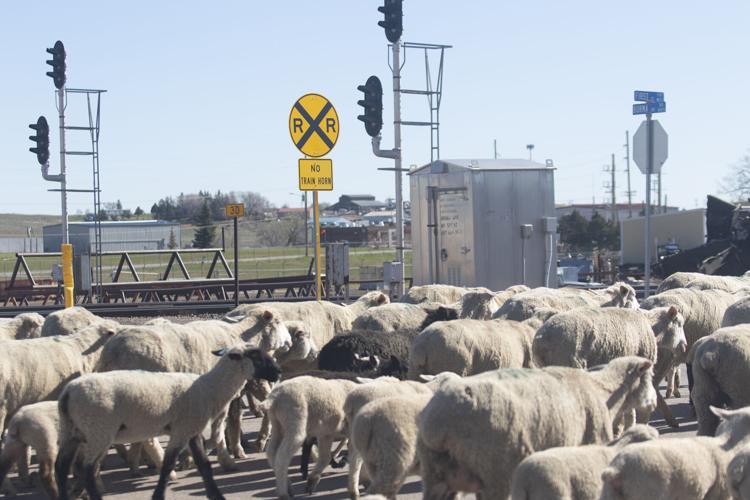 Campbell County sheep rancher brings 150-plus sheep on 6-mile trek to ...