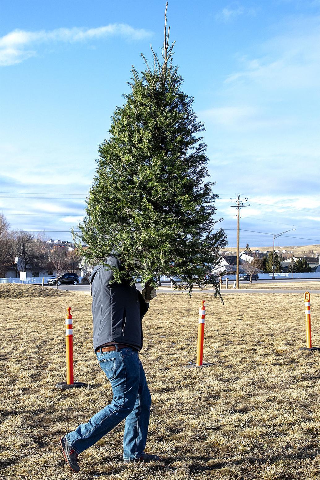 Christmas tree permits now available in Wyoming | Local News ...