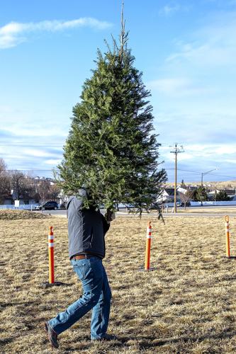 Drop-off site for recycling Christmas trees open through January ...
