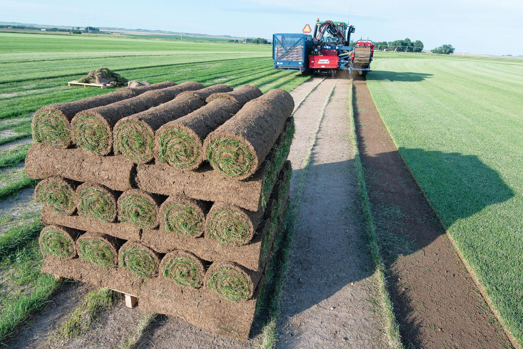 Sod farm prospers with alternative to traditional crops | Wyoming ...