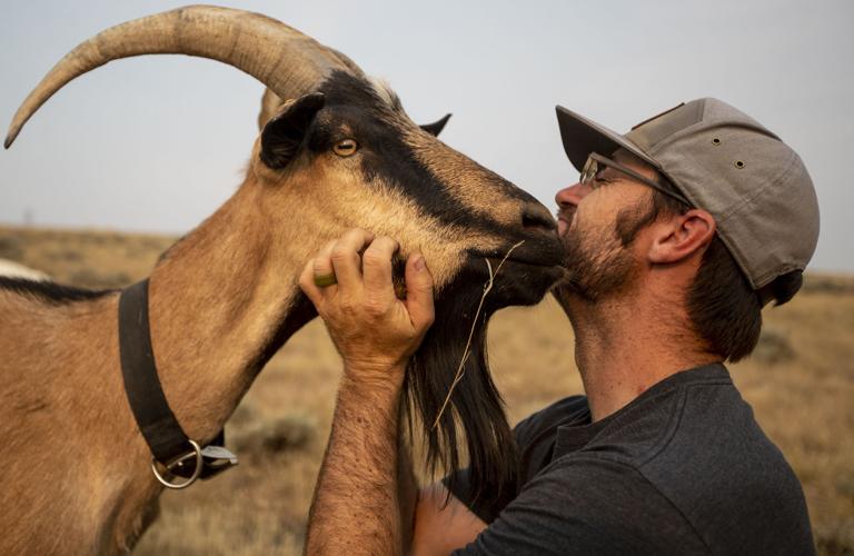 Shawn and Zach Dorr's merry band of pack goats offer wilderness ...