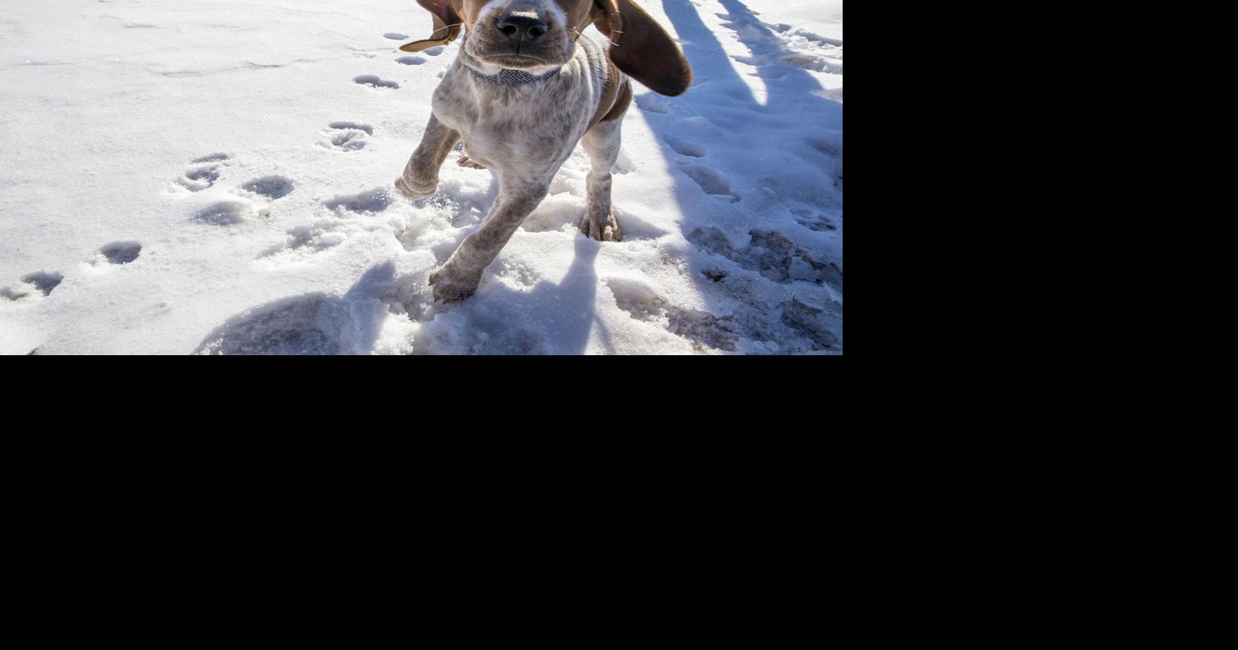 Gillette woman training her coonhound pup as search and rescue dog ...