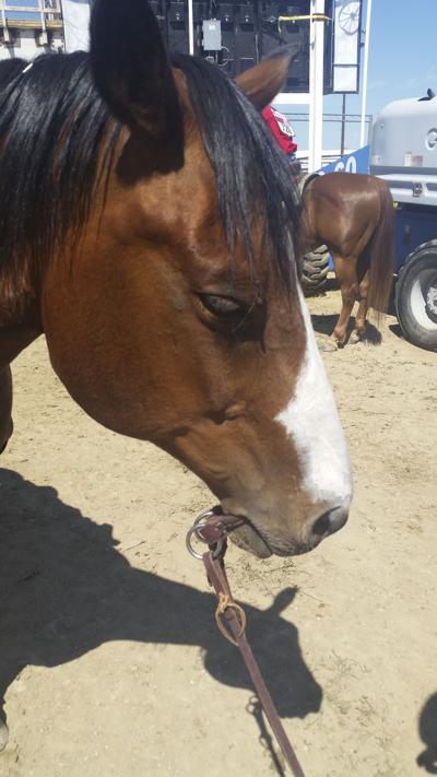 An unusual combination: Indian war bridle on a veteran goat tying horse ...