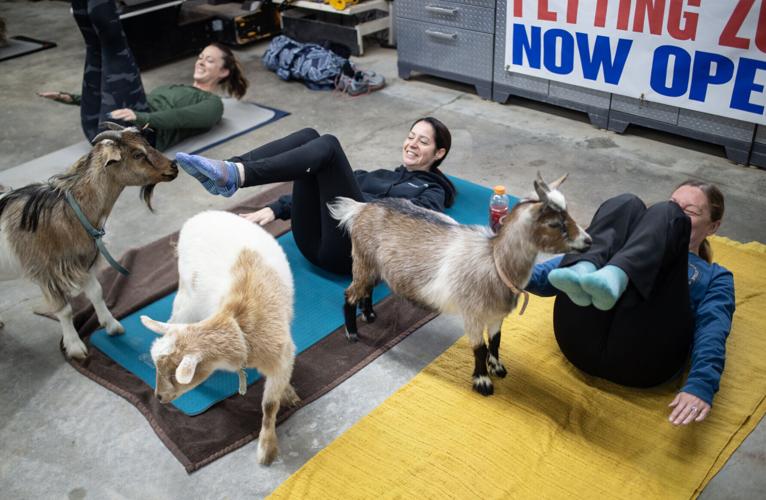 Just kidding around: Goats join in on local pilates class | Local News ...