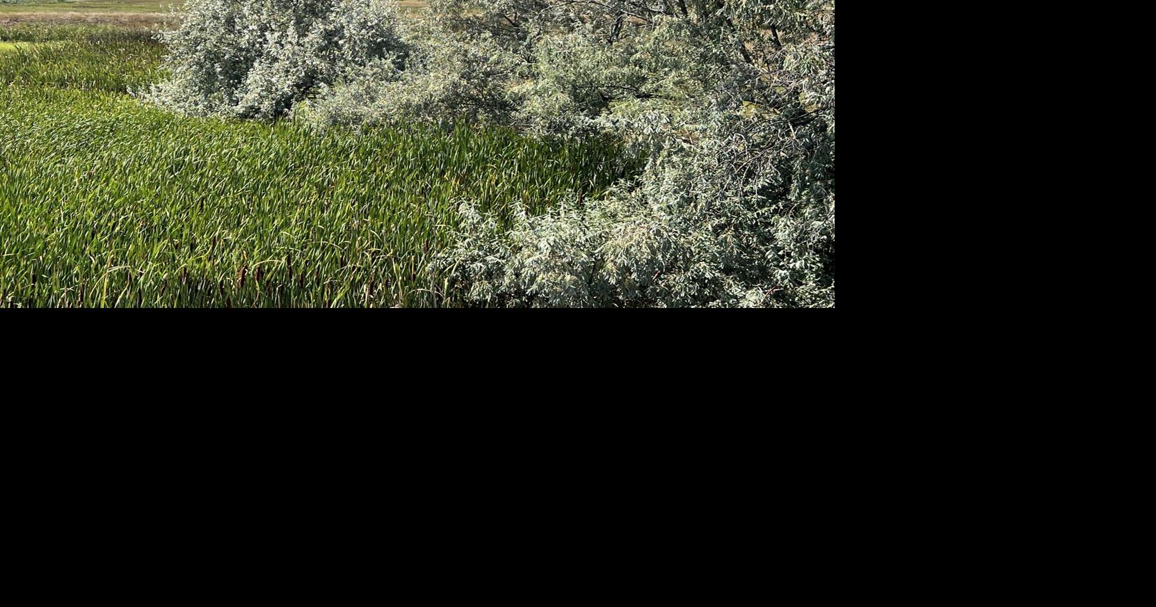 We need to work together to stop the invasive Russian olive trees ...