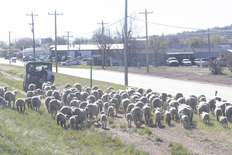 Campbell County sheep rancher brings 150-plus sheep on 6-mile trek to ...