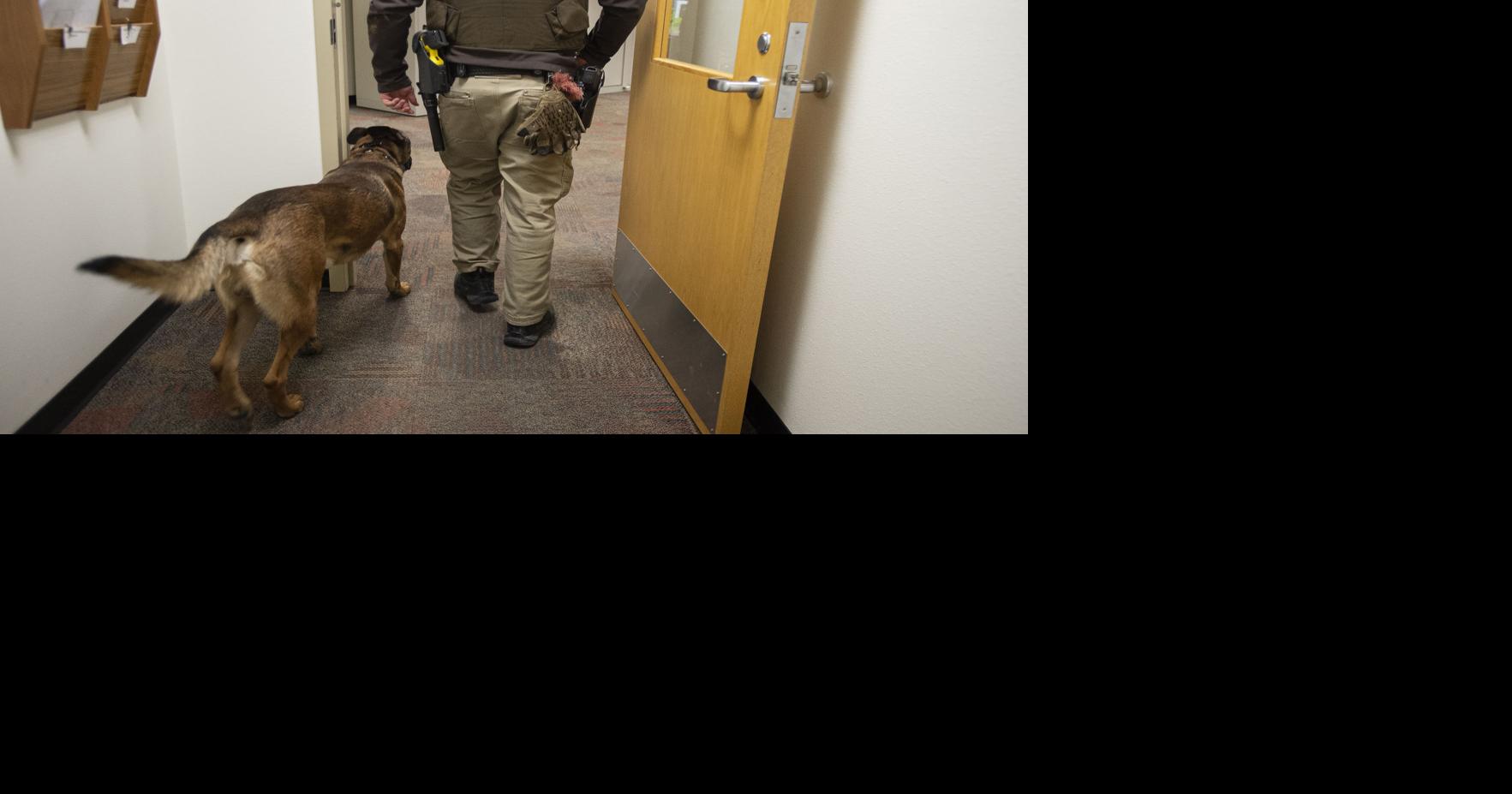 Sheriff's Office applying for grant to buy two new K9s | Local News ...