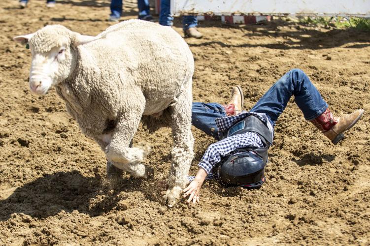 62nd annual Little Levi Rodeo sees good turnout at Cam-plex | Local ...