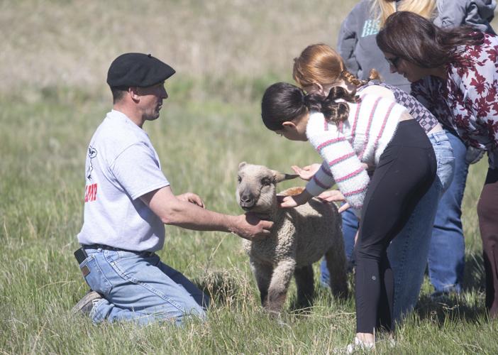 Campbell County sheep rancher brings 150-plus sheep on 6-mile trek to ...