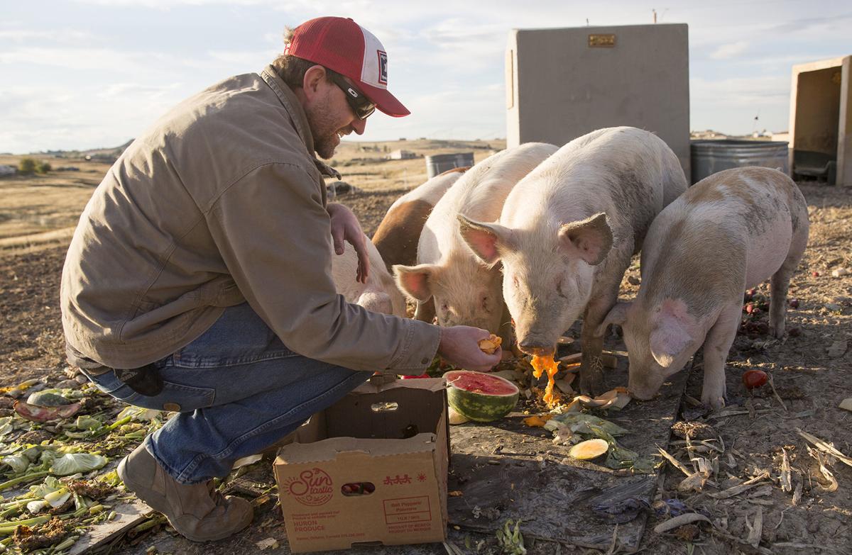 Pigs to porkchops | Living & Community | gillettenewsrecord.com