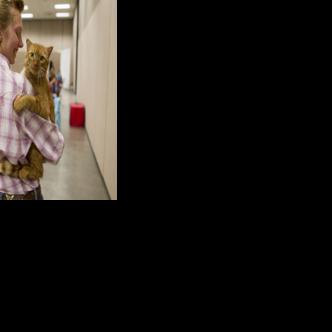 4-H Cat Show | Featured | gillettenewsrecord.com