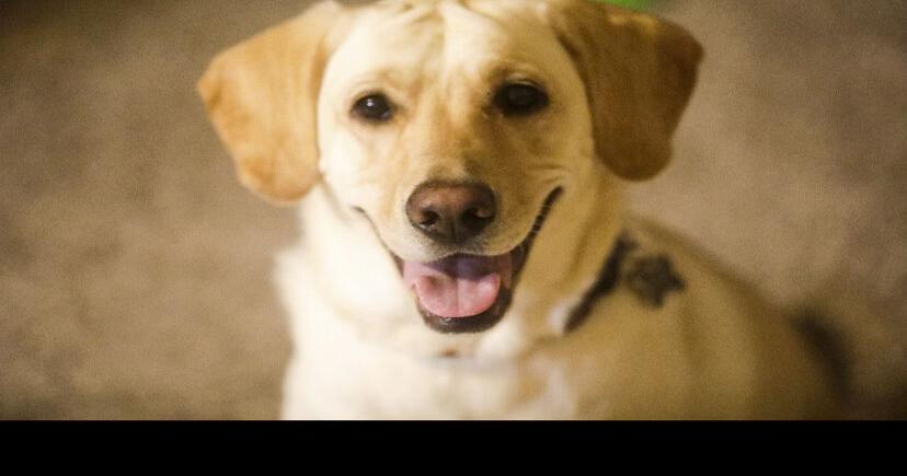 National Dog Day: Dogs of Gillette | Local News | gillettenewsrecord.com