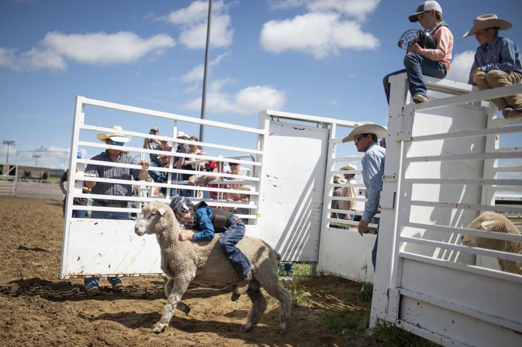 62nd annual Little Levi Rodeo sees good turnout at Cam-plex | Local ...