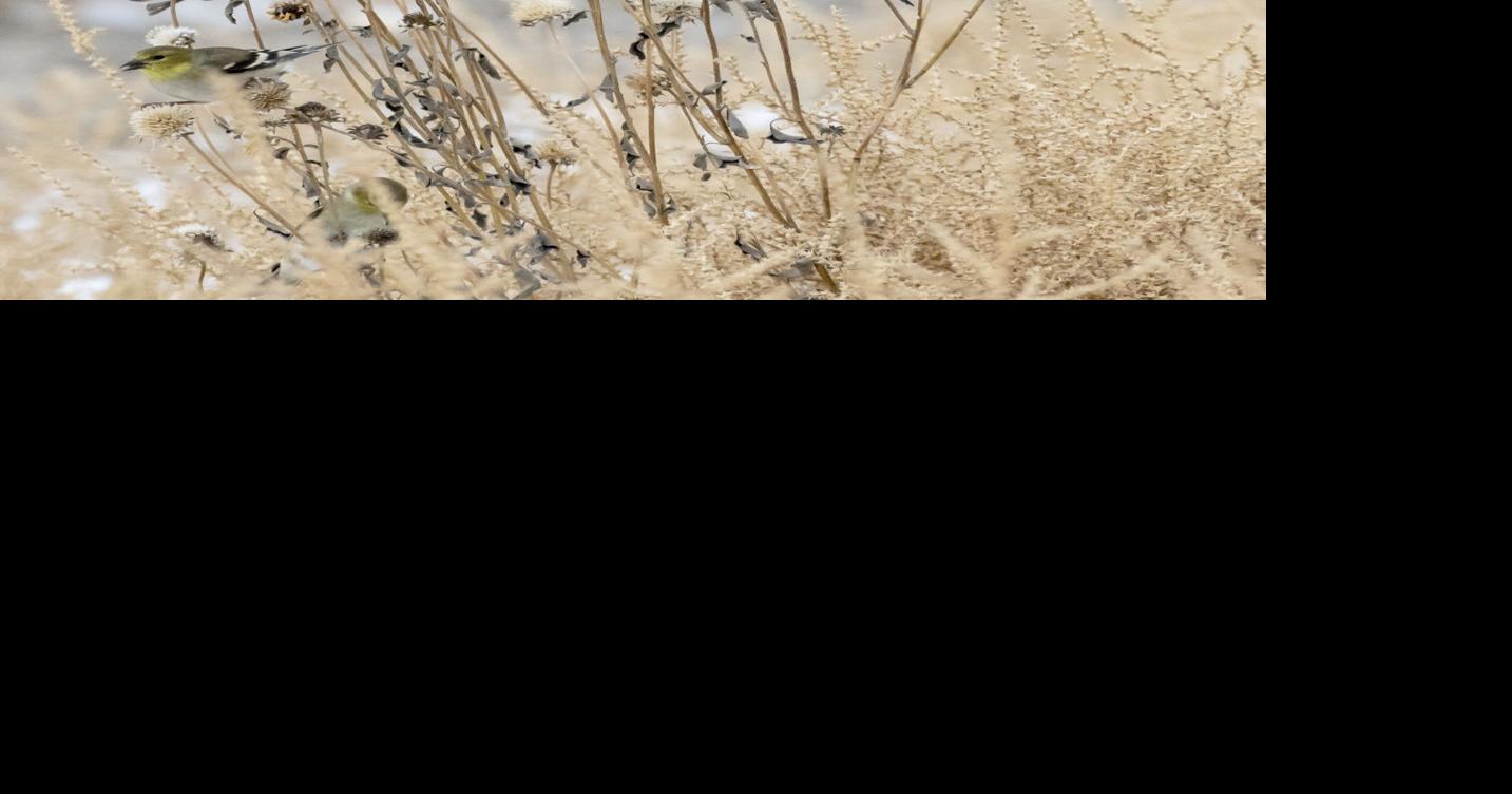 Bird count continues through pandemic for the sake of birds | Wyoming ...