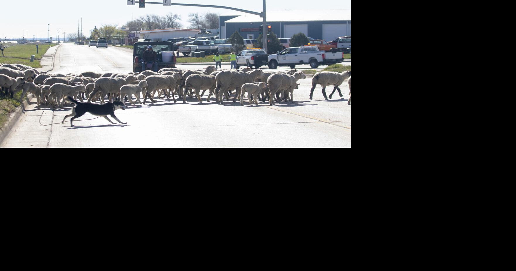 Campbell County sheep rancher brings 150-plus sheep on 6-mile trek to ...