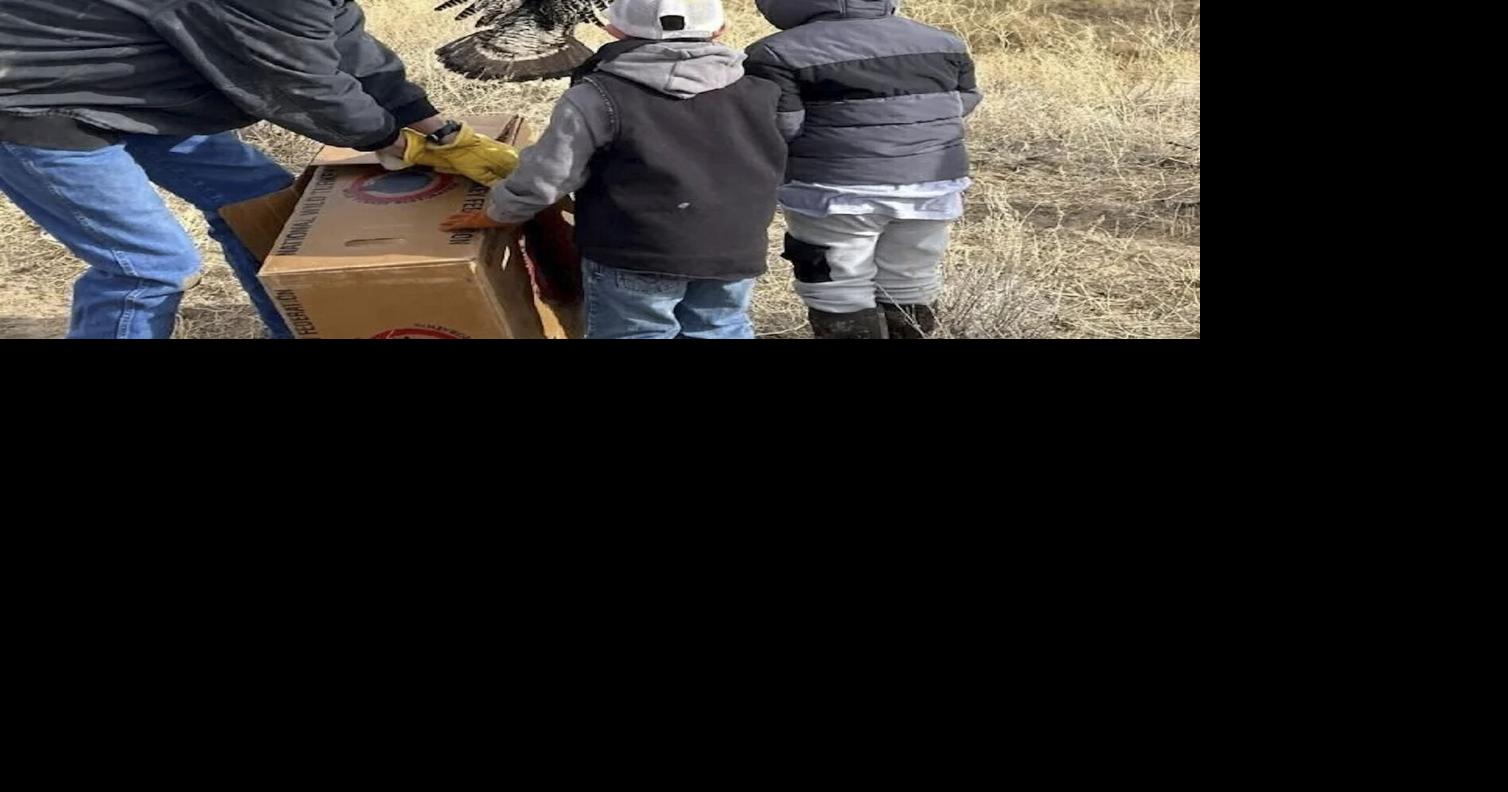 Casper’s wild turkeys trapped and turned loose in new rural habitat ...