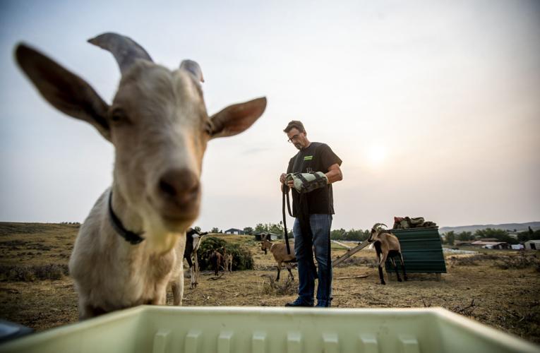 Shawn and Zach Dorr's merry band of pack goats offer wilderness ...