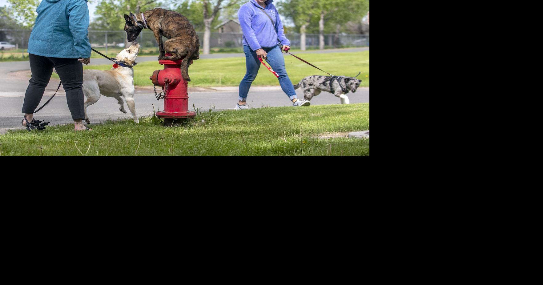 Doggos in training | Local News | gillettenewsrecord.com