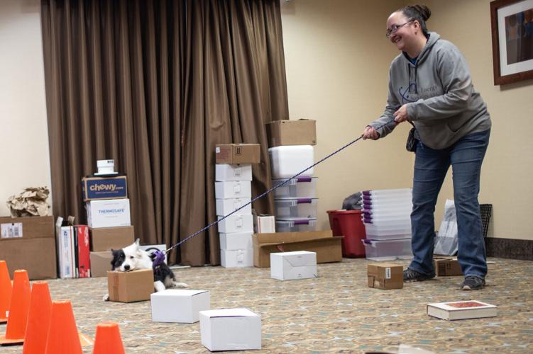 Chasing pawfection: Scent training seminar teaches young and old new ...