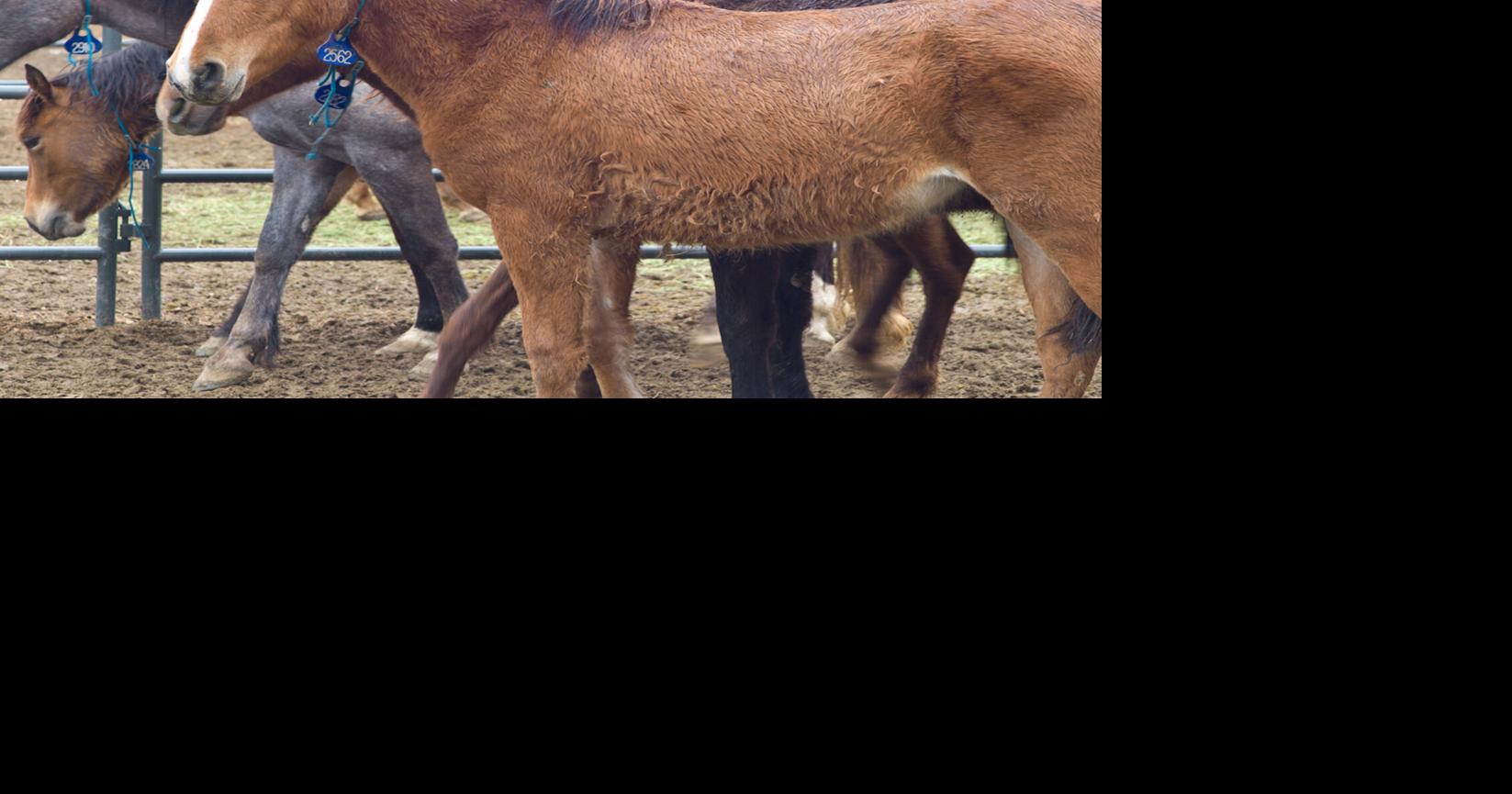 Wild horses, burros get adopted, not dragged away | Wyoming ...