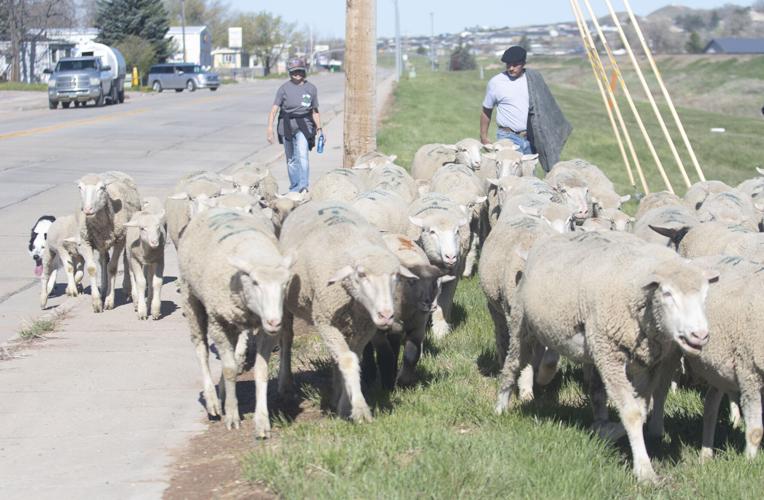 Campbell County sheep rancher brings 150-plus sheep on 6-mile trek to ...