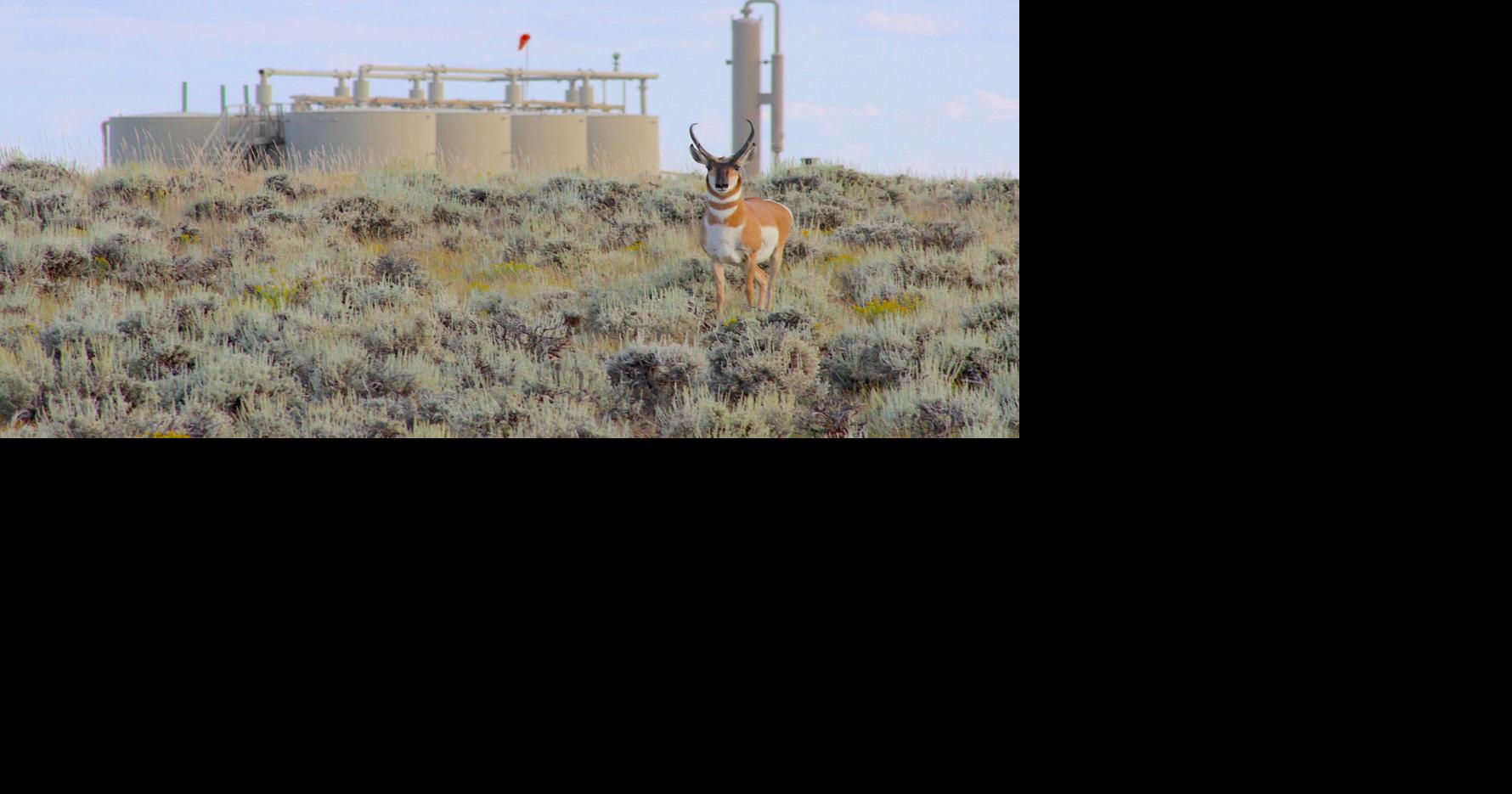 Wyoming’s ‘Path of the Pronghorn’ is a signature away from protections ...