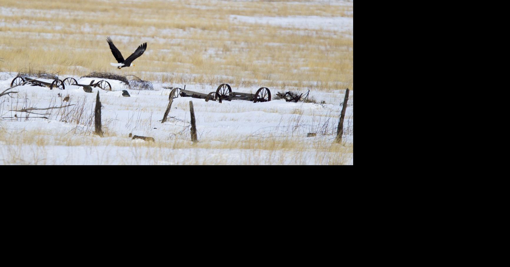 American bald eagle gets its due, is officially named national bird ...