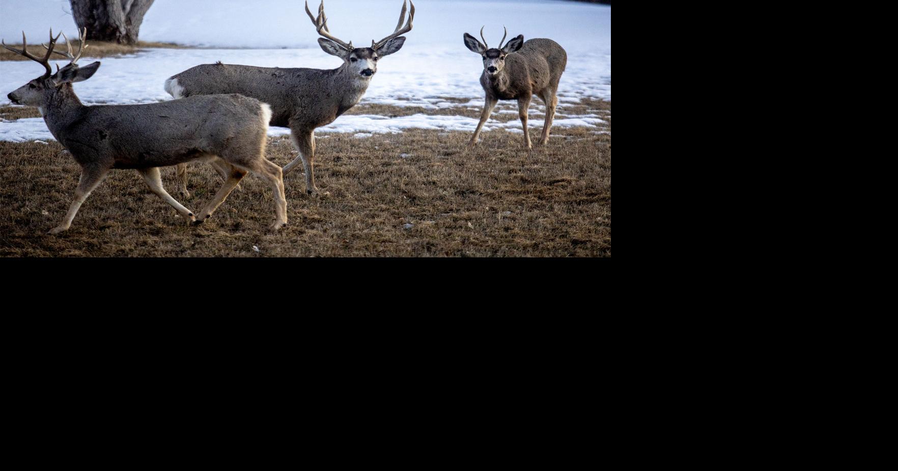 Deer population trends point upward | Wyoming | gillettenewsrecord.com