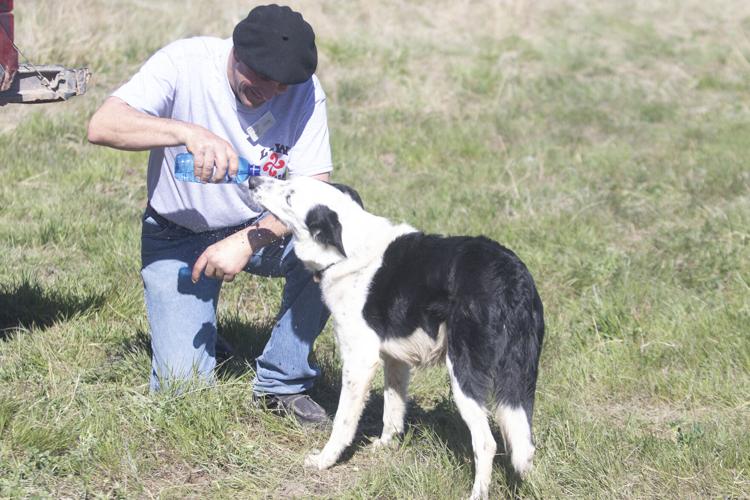 Campbell County sheep rancher brings 150-plus sheep on 6-mile trek to ...