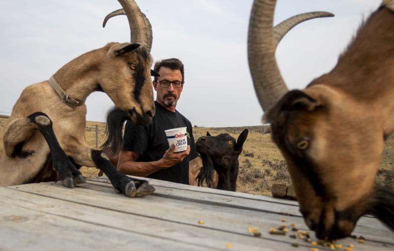 Shawn and Zach Dorr's merry band of pack goats offer wilderness ...