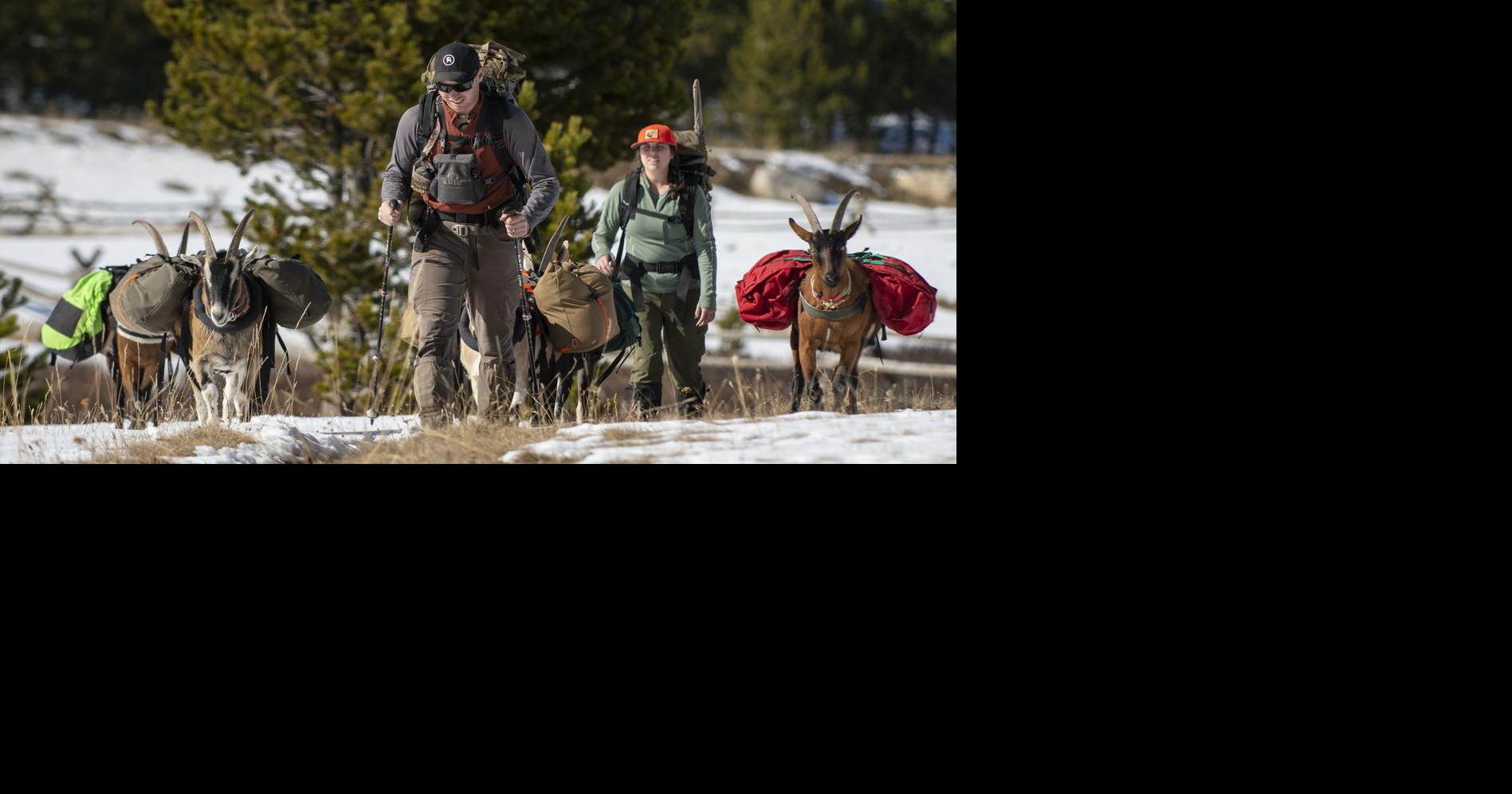 Use of pack goats on backcountry trips increases | Wyoming ...