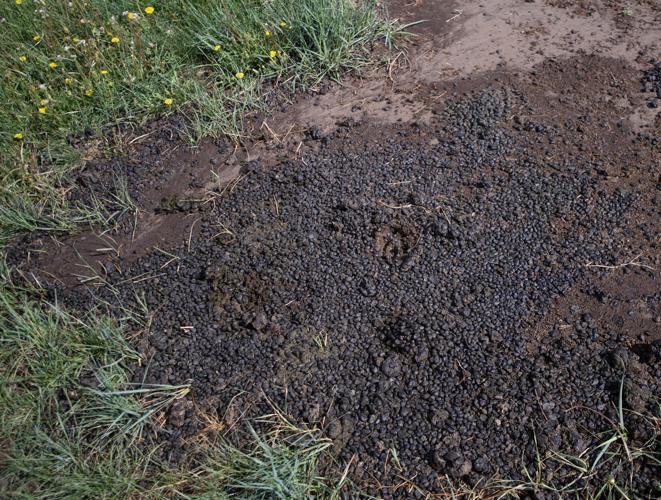 Gillette woman finds new purpose in life thanks to alpacas and their ...