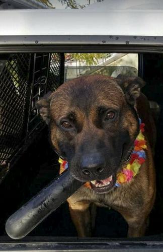Remembering retired police dog, Duke | Local News | gillettenewsrecord.com
