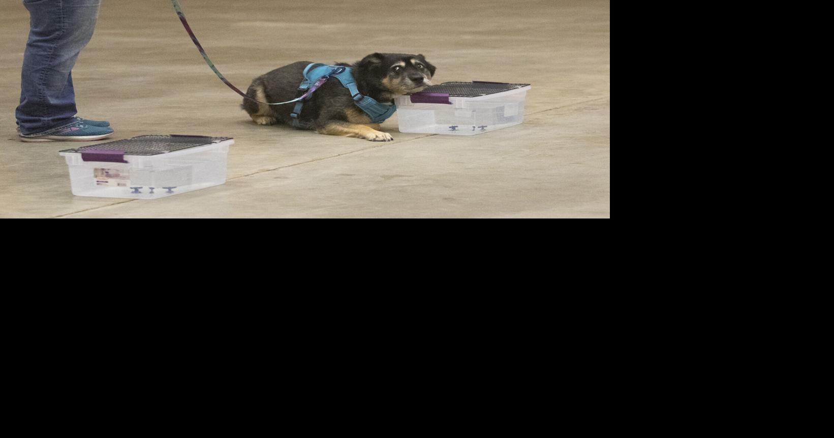 Passing the smell test: Dogs test their sniffing abilities at scent ...