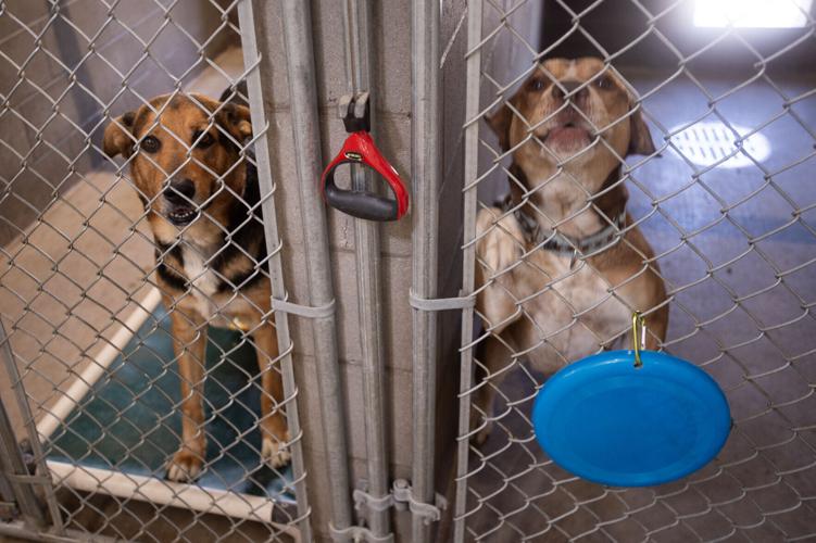 Local support keeps Gillette animal shelter afloat amid high numbers ...