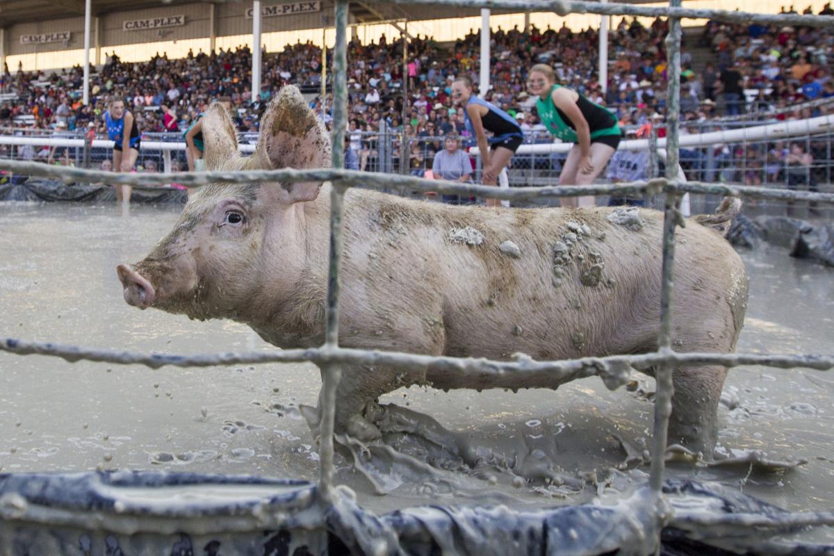 Slopping the pigs | Featured | gillettenewsrecord.com