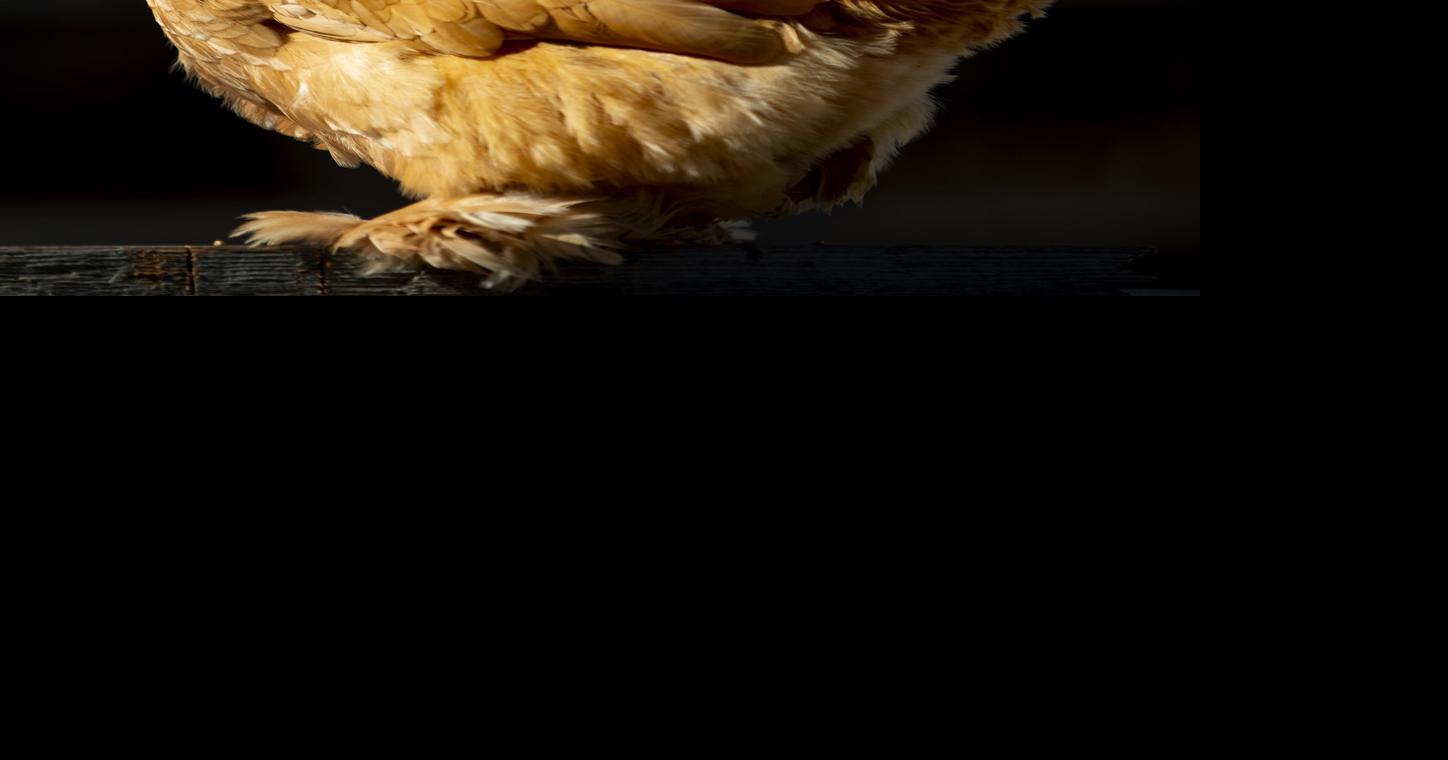 Young urban chicken farmers learn responsibility, says Powell mom ...