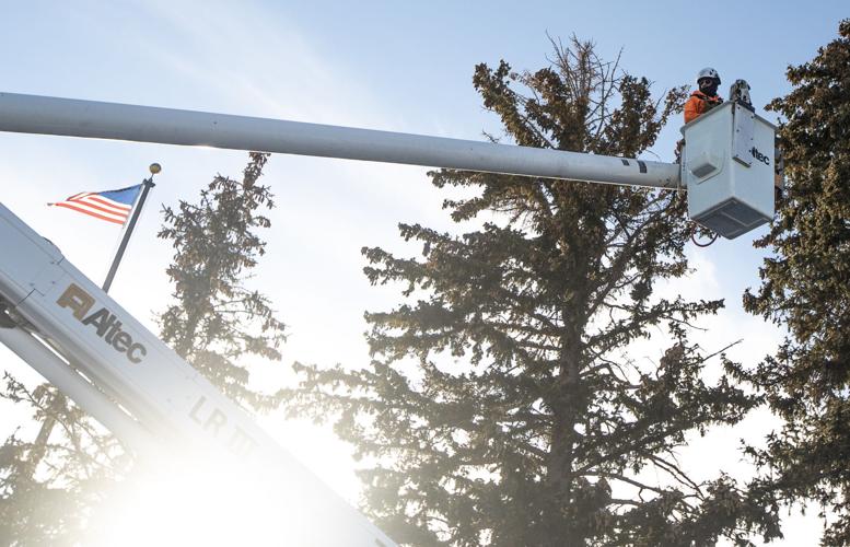 Twin Spruce trees felled after 87-year reign | Local News ...